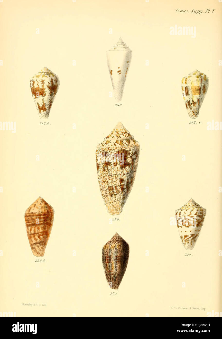A conchological work illustrating and classifying mollusk shells, with ...