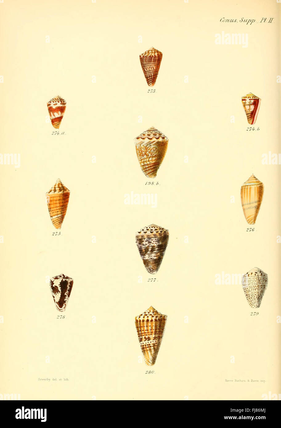 Conchologia Iconica, showcasing detailed illustrations of mollusk ...