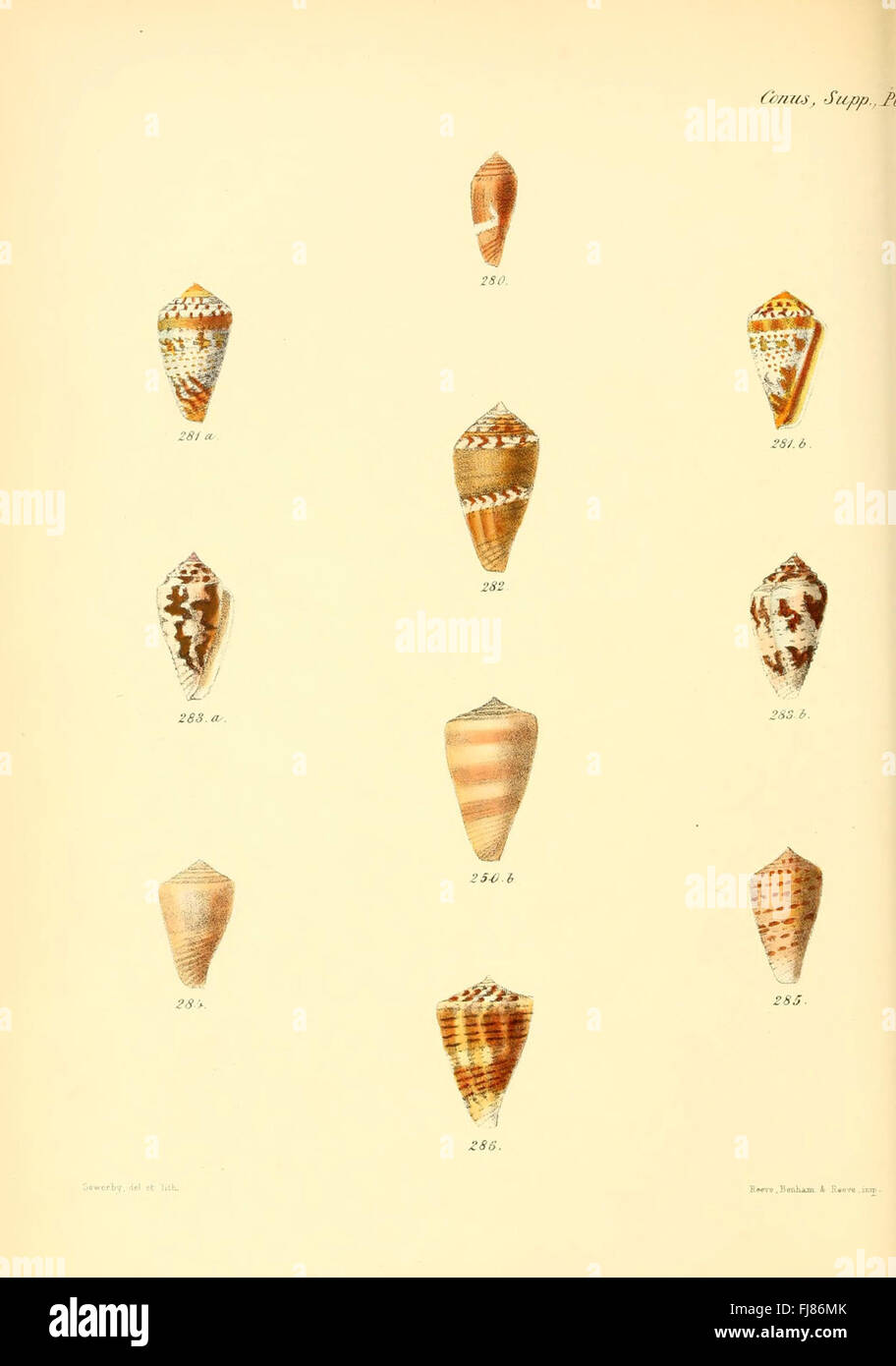 A detailed pictorial work illustrating the shells of molluscs ...
