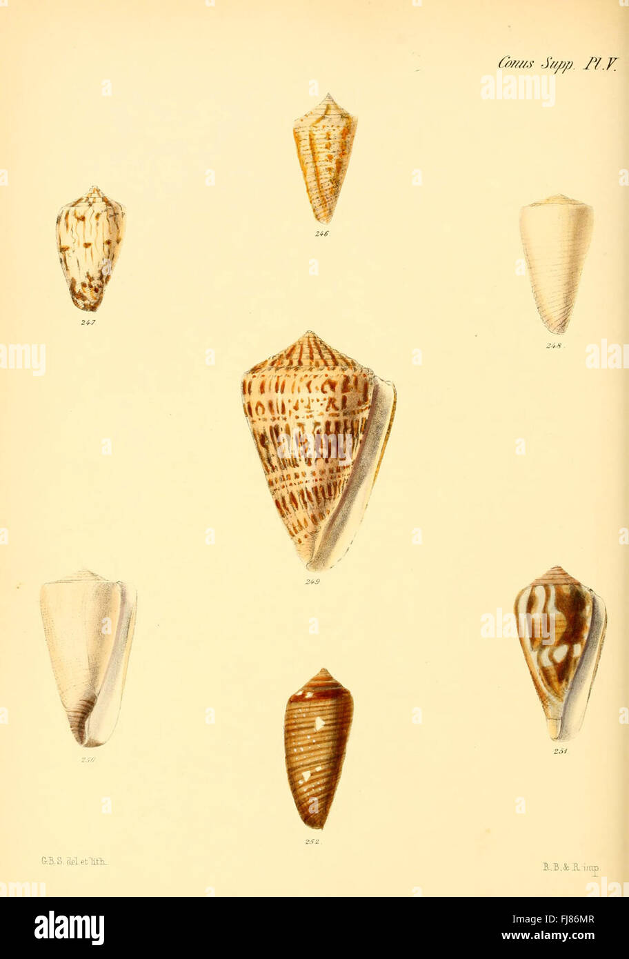 Conchologia Iconica, or, Illustrations of the Shells of Molluscous ...