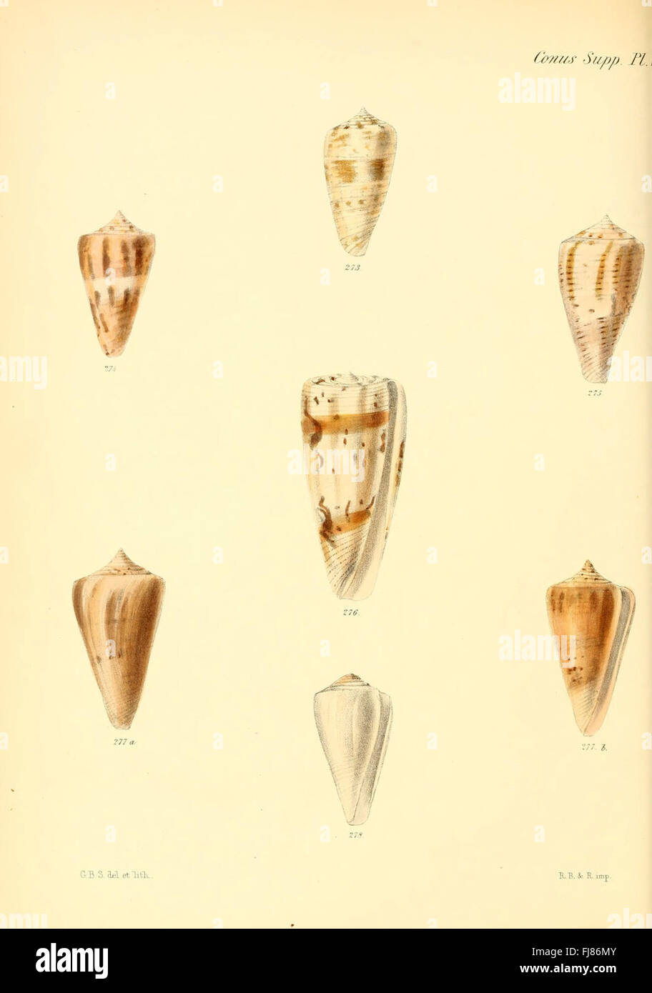 A detailed work illustrating the shells of molluscous animals, focusing ...