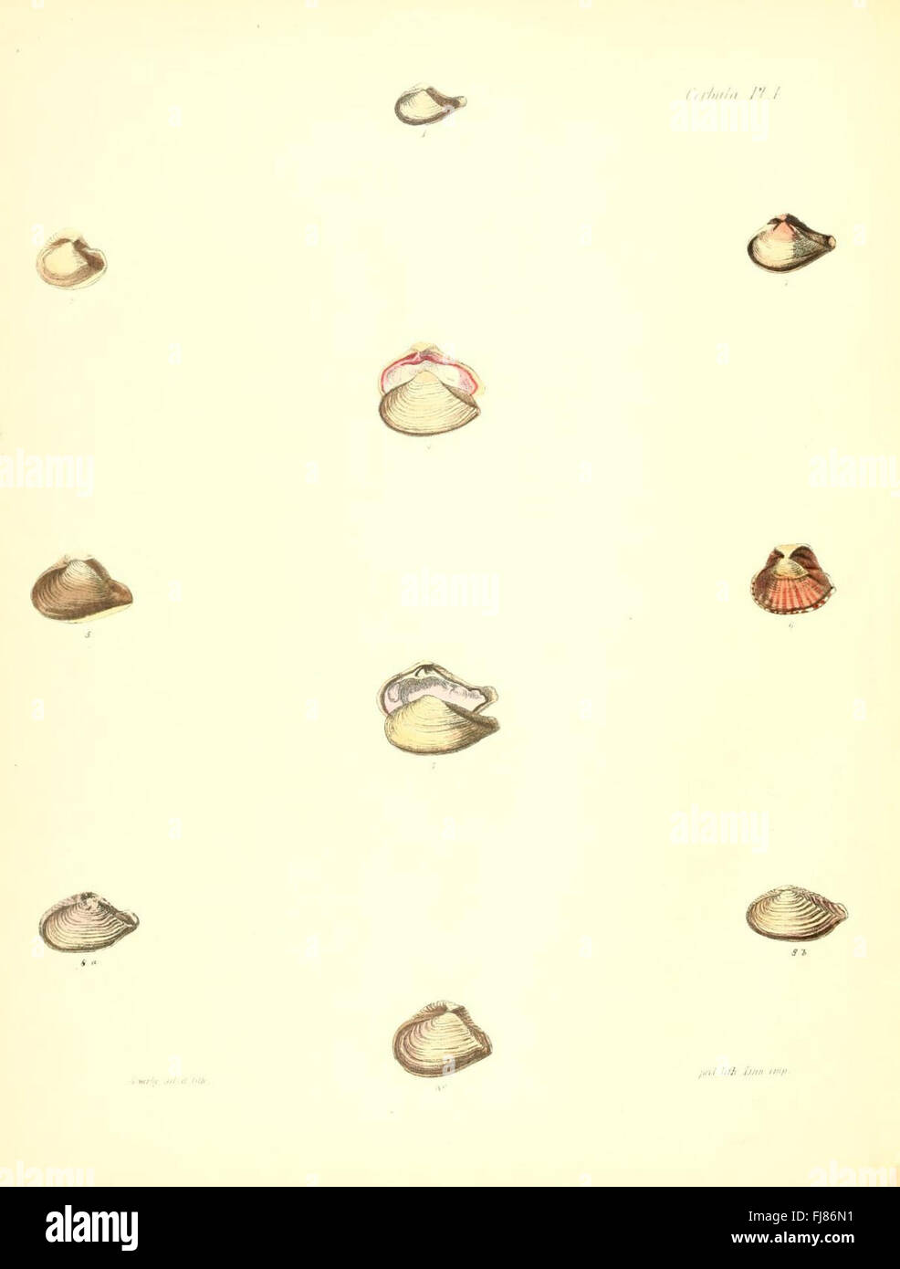 Illustration of Corbula shell species from *Conchologia iconica ...