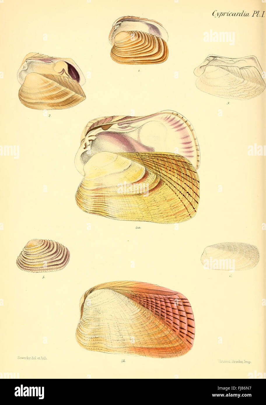 Conchologia iconica illustrations shells molluscous hi-res stock ...