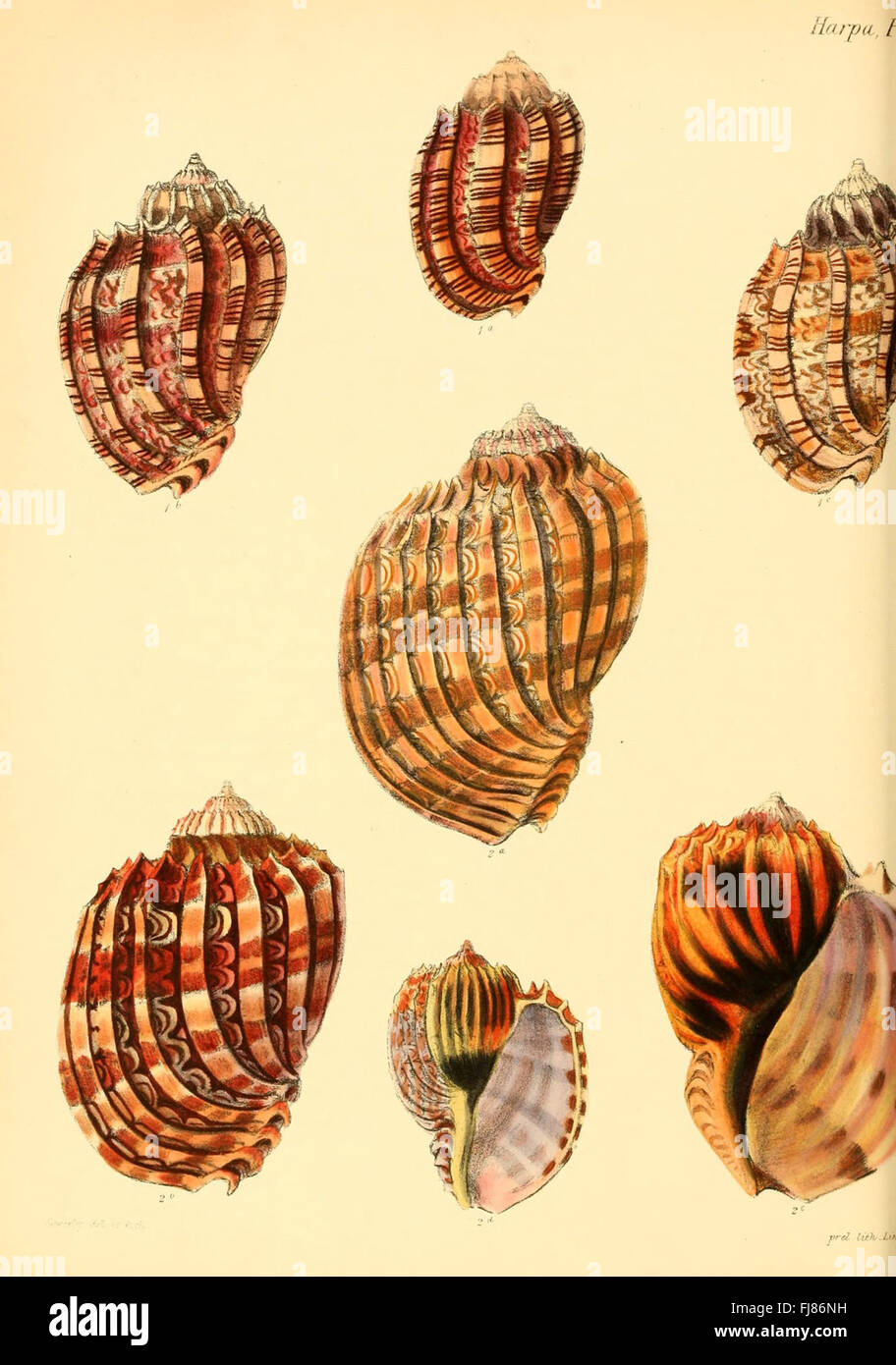 Conchologia iconica, or, Illustrations of the shells of molluscous ...