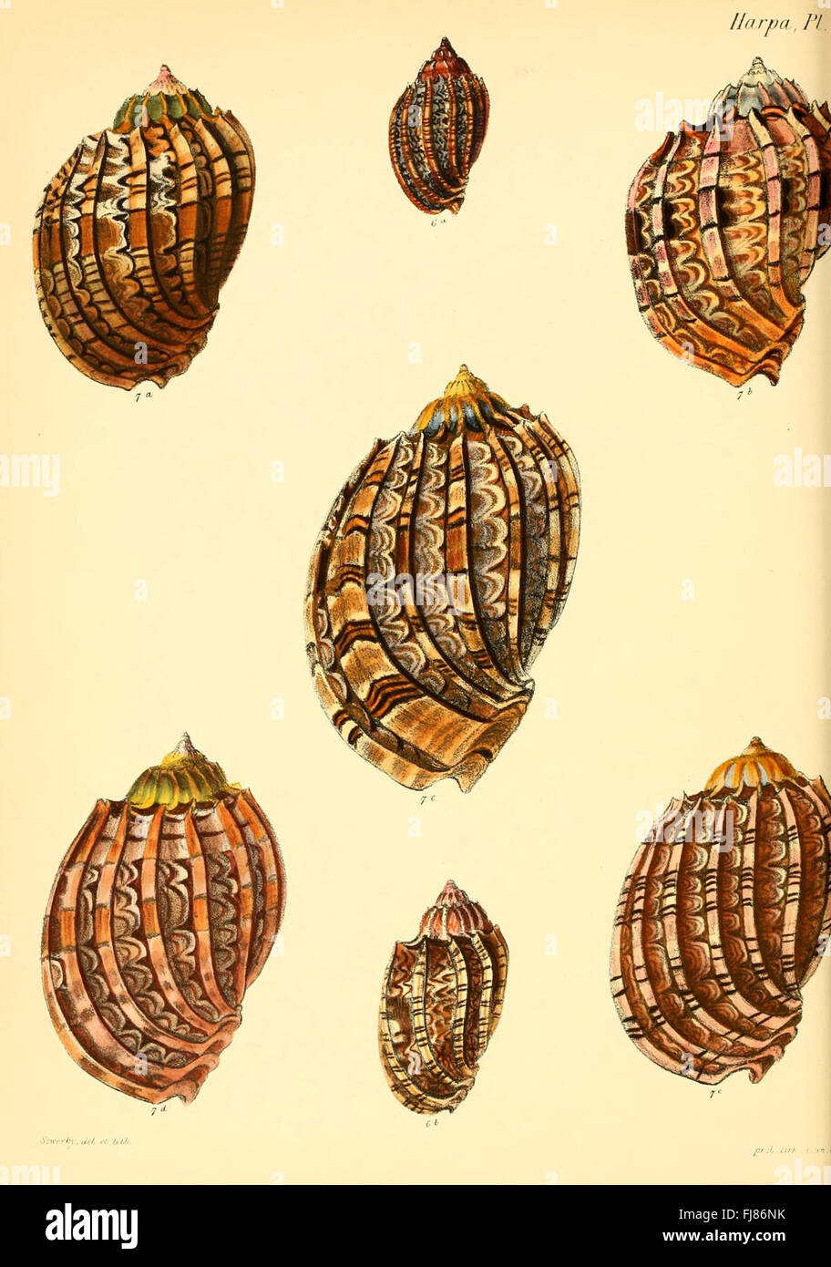 Detailed illustrations of mollusk shells, with a focus on the Harpa ...
