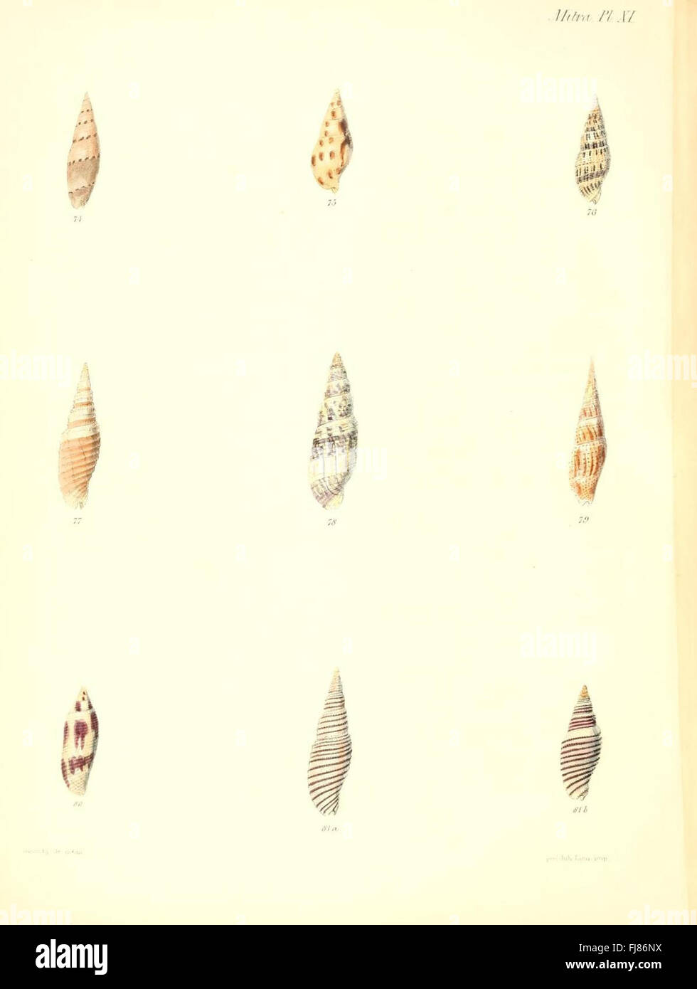 An illustration from 'Conchologia Iconica' focusing on the Mitra genus ...
