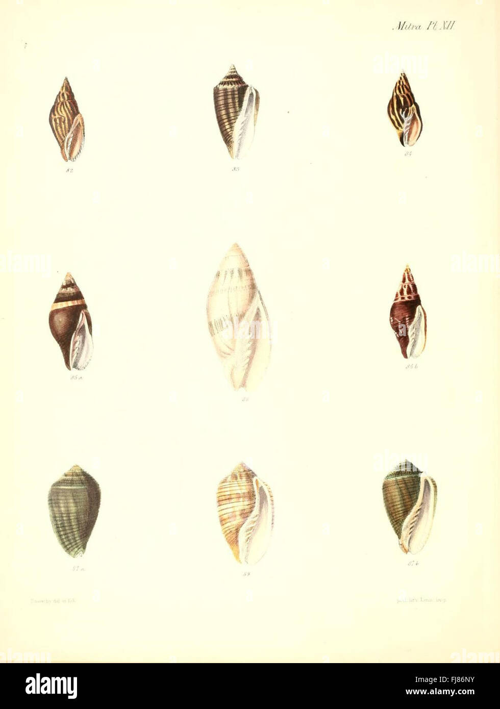 Mitra shells hi-res stock photography and images - Alamy