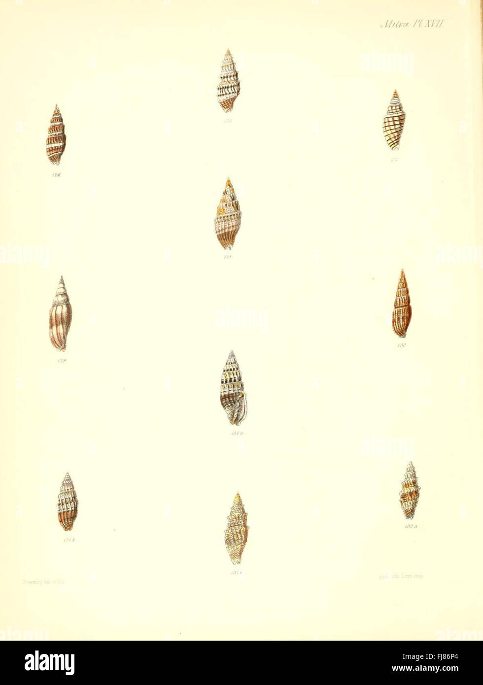 Mollusks, shells, conchology, shell illustrations, marine mollusks ...