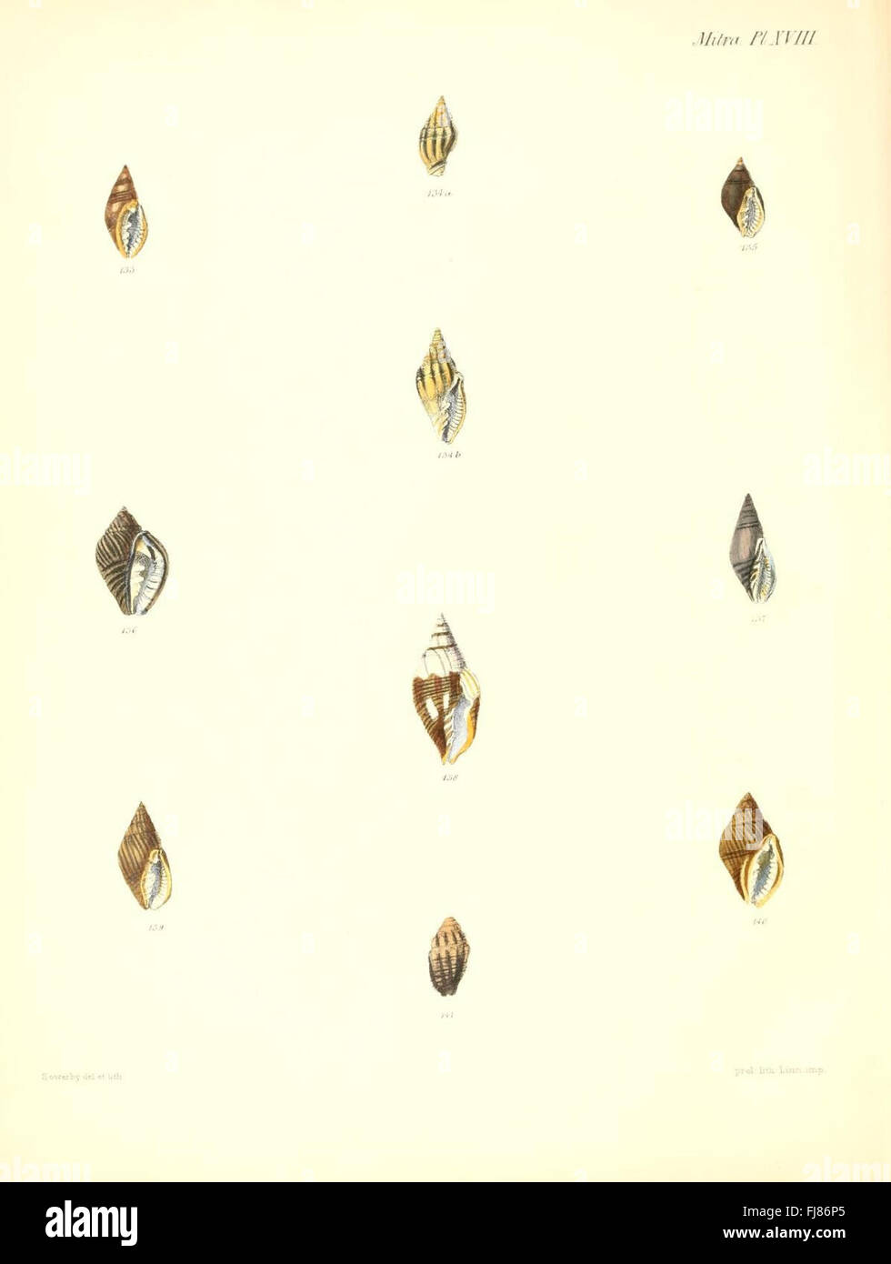 Mollusks, shells, conchology, shell identification, scientific ...