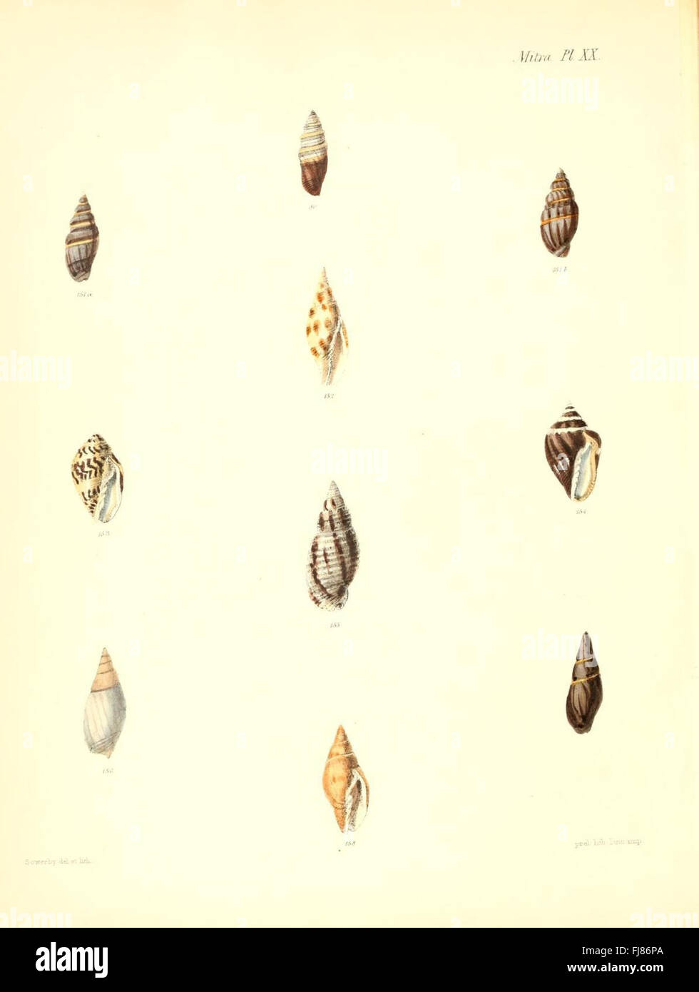 A work focused on illustrating the shells of mollusks, specifically the ...