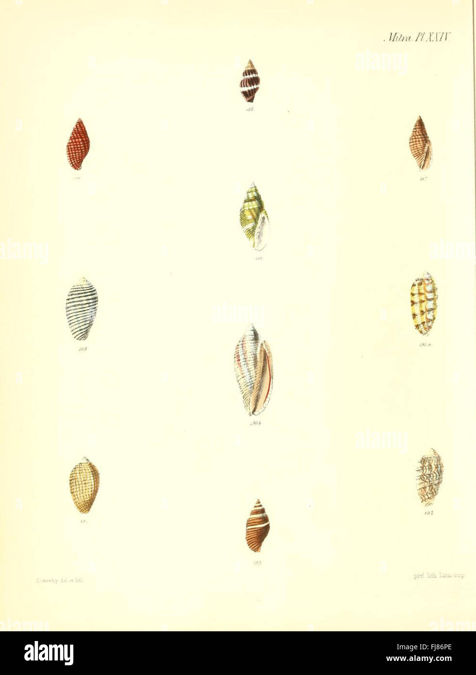 Illustrations of mollusk shells from Conchologia Iconica, featuring the ...