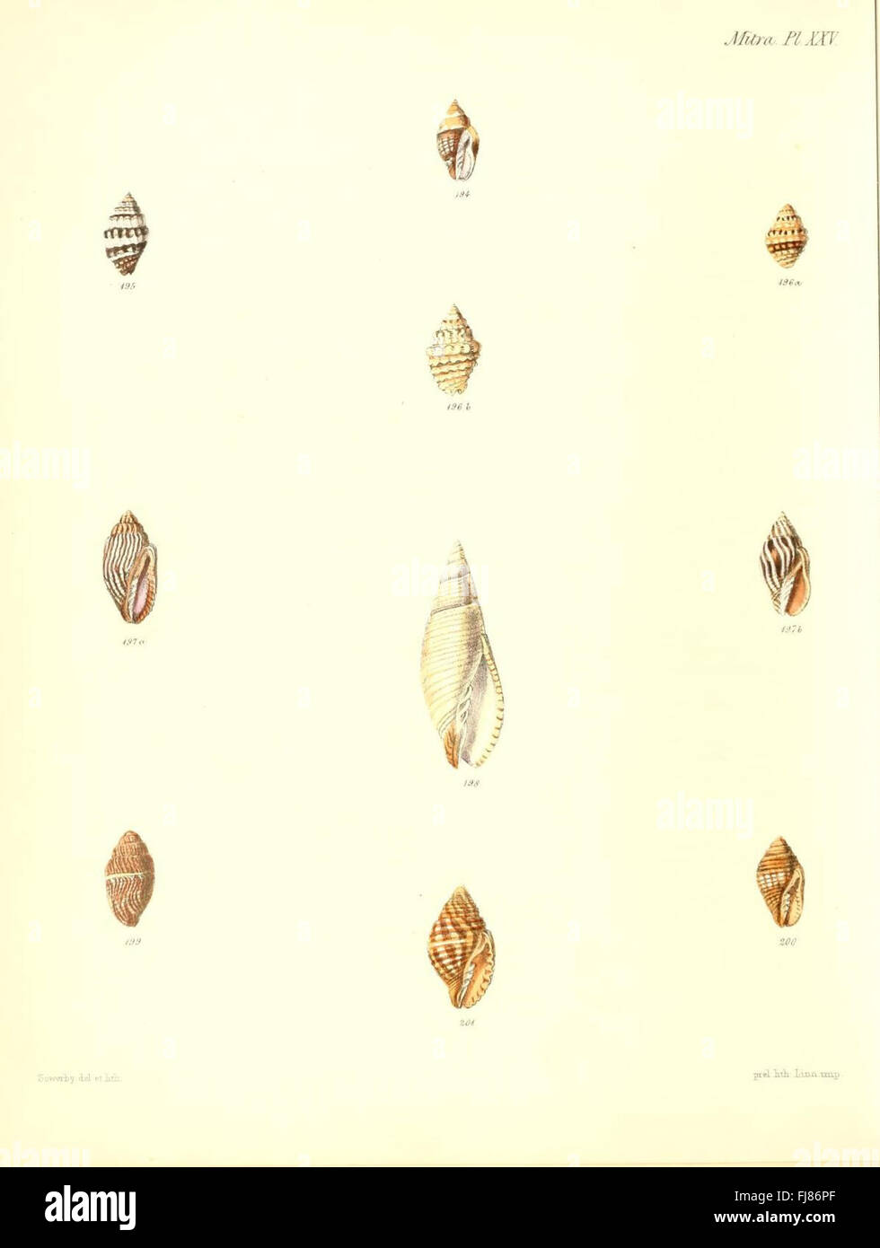 An illustration from 'Conchologia Iconica' depicting various species of ...