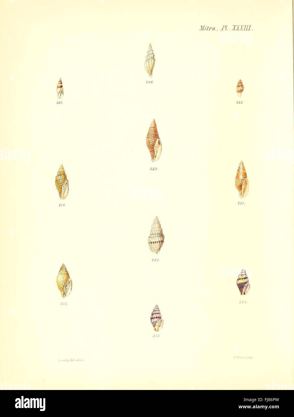 A scientific work illustrating mollusk shells, focusing on the Mitra ...