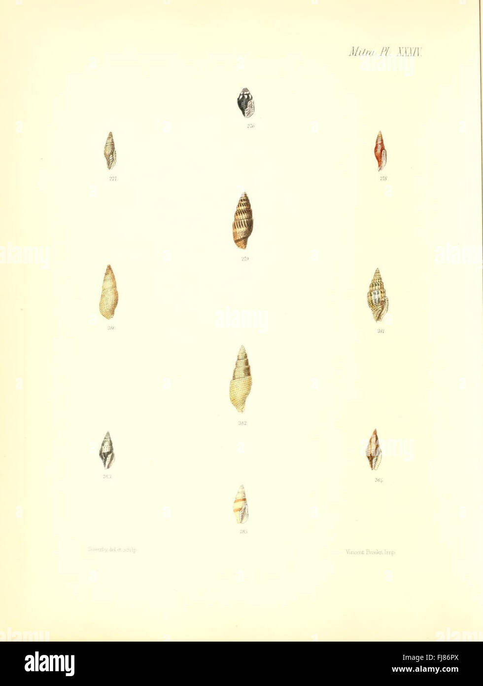 Illustrations of mollusks from the genus Mitra, focusing on shell ...