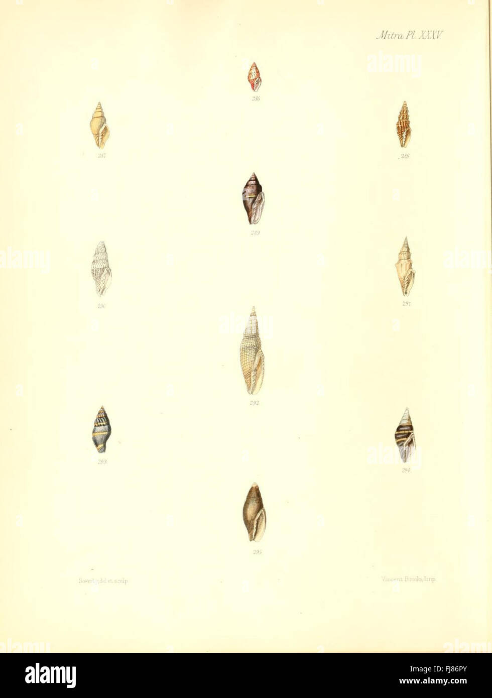 An iconographic work illustrating the shells of mollusks, showcasing ...