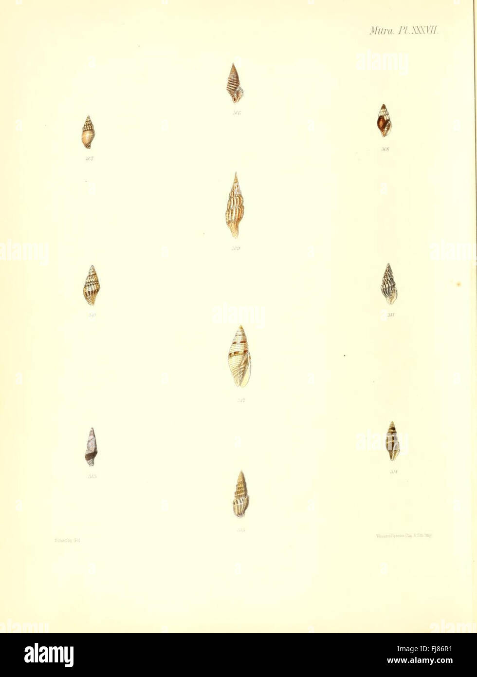 An iconic work featuring detailed illustrations of mollusk shells ...