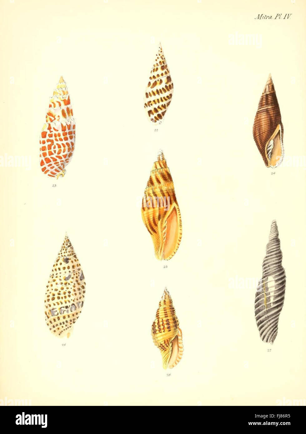 A classic botanical work showcasing detailed illustrations of mollusk ...