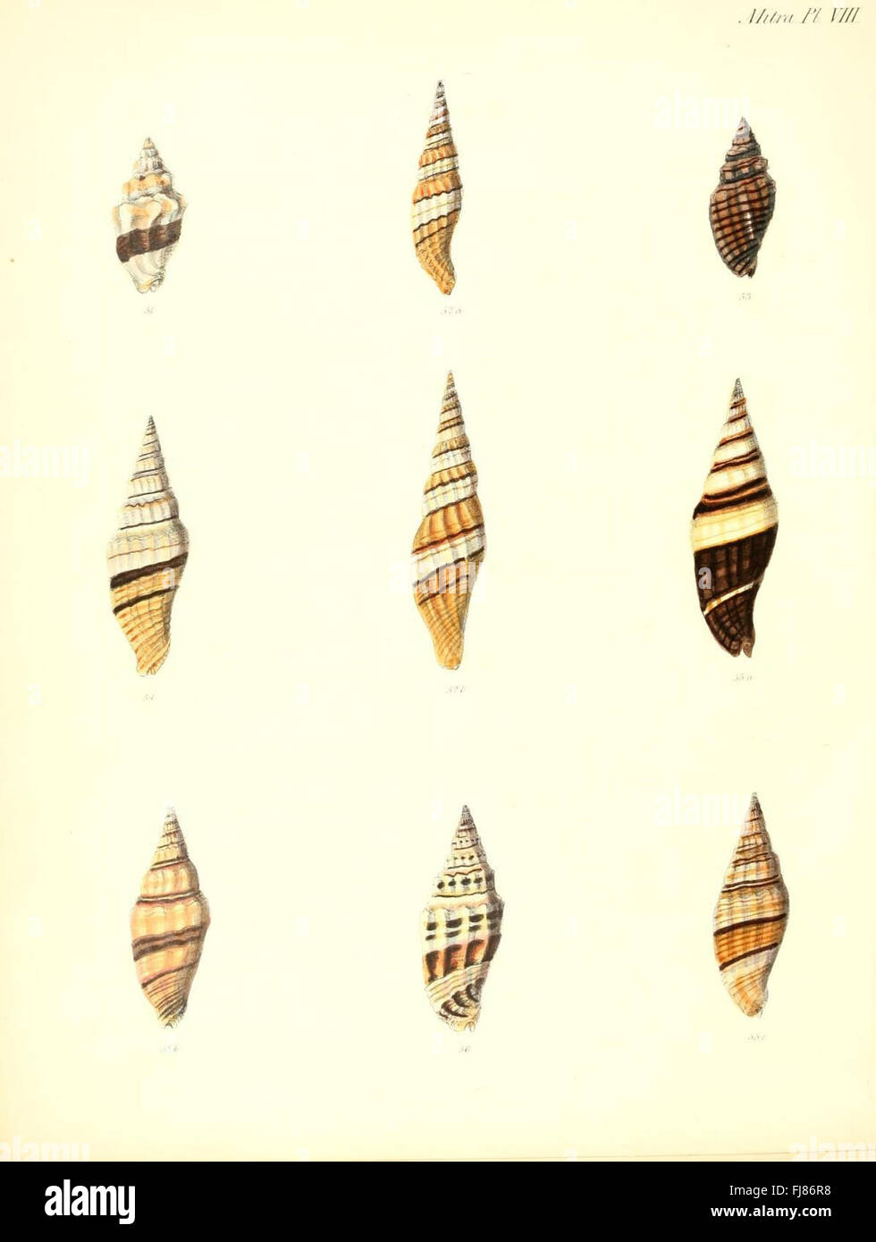 Mitra shells hi-res stock photography and images - Alamy