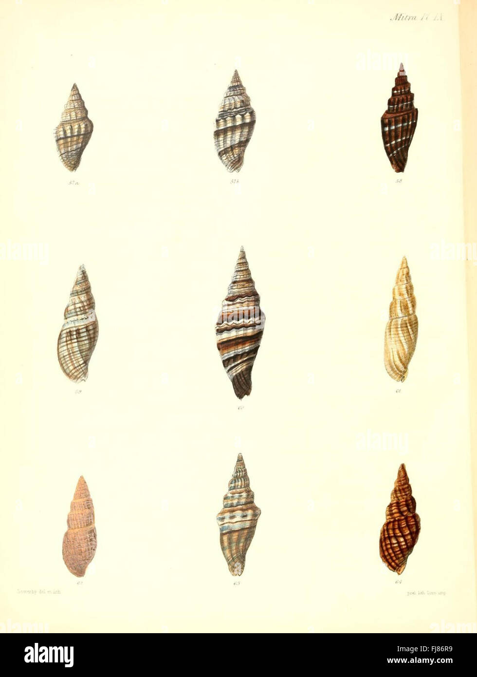 Detailed illustrations of mollusk shells, focusing on the variety and ...