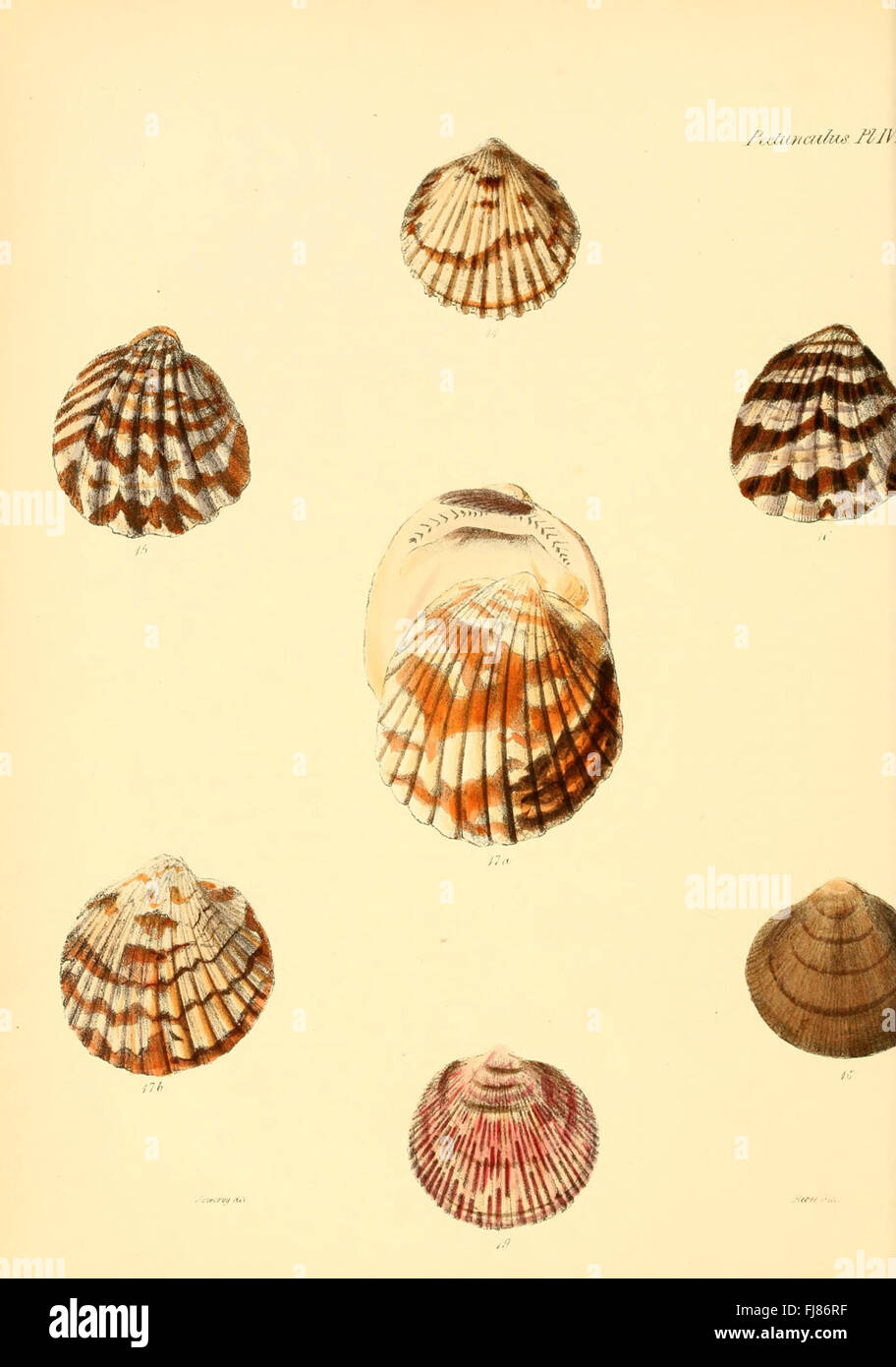 Conchologia iconica, Mollusks, Shells, Pictorial works, Pectunculus ...