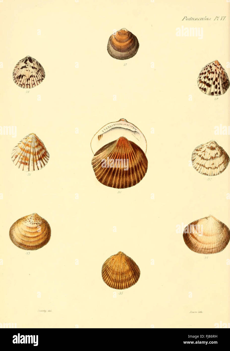 Conchologia iconica illustrations shells molluscous hi-res stock ...