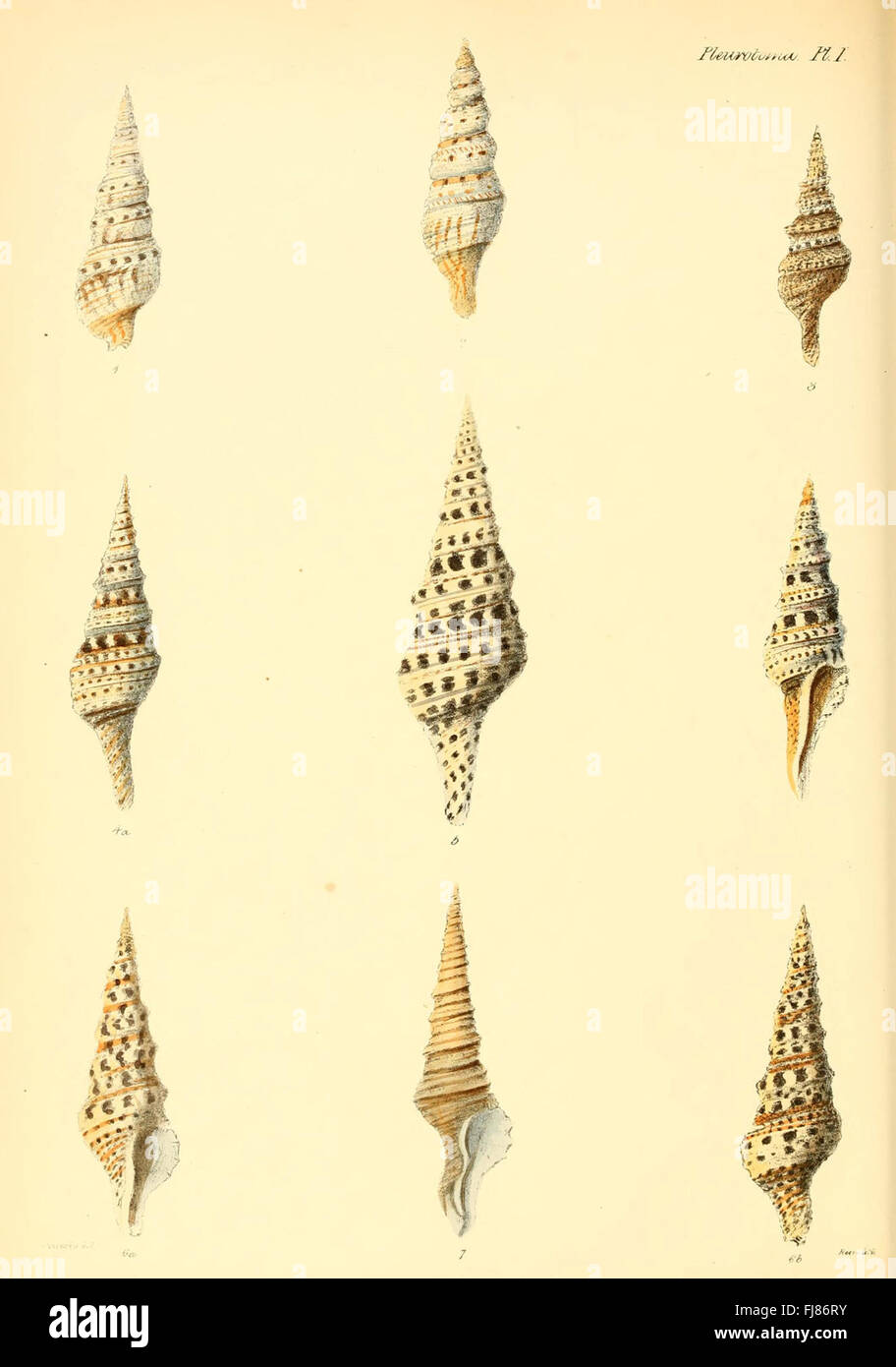 Conchologia Iconica features illustrations of Pleurotoma shells and ...