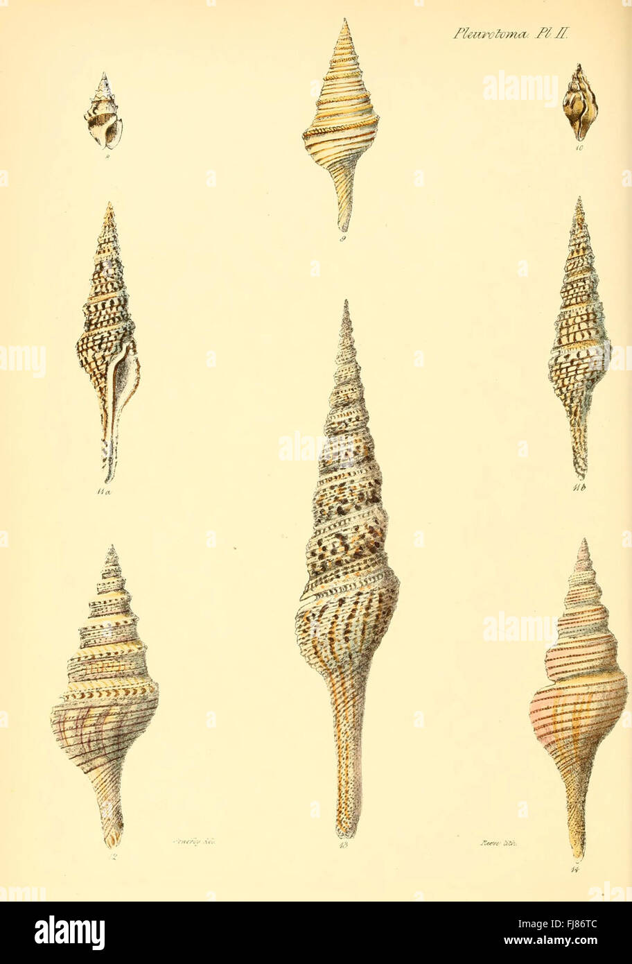 Conchologia Iconica, an illustrated work showcasing the shells of molluscous animals, focusing ...