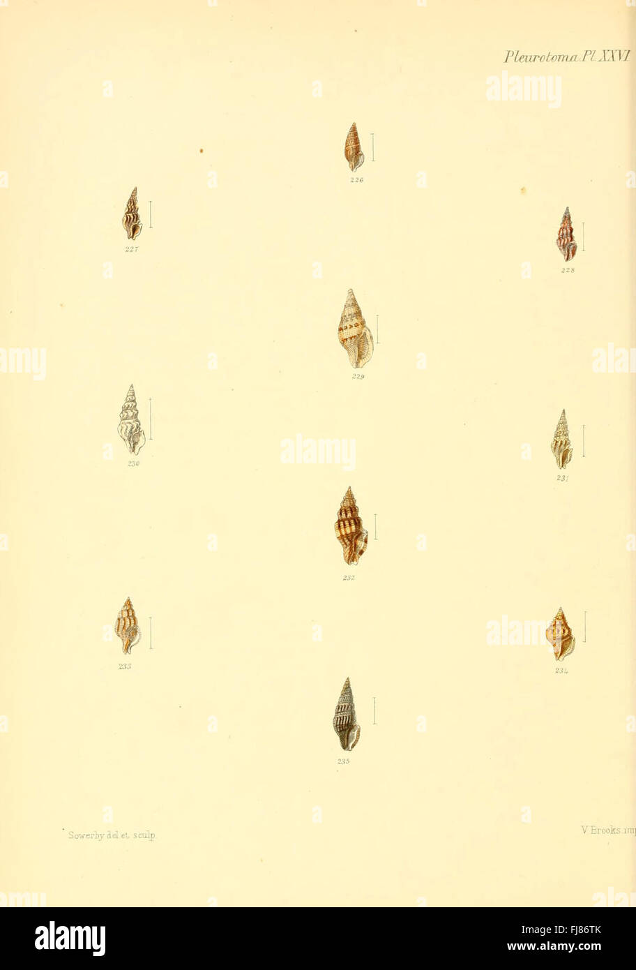 Mollusks, shellfish, marine biology, scientific illustrations, mollusk ...