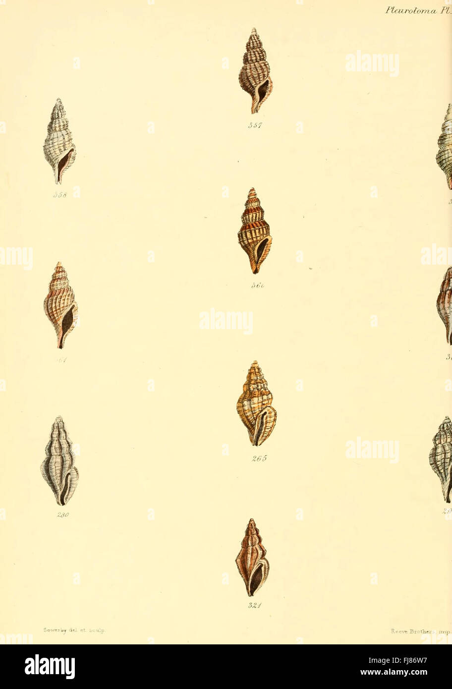 An illustrated work documenting the shells of mollusks, specifically ...