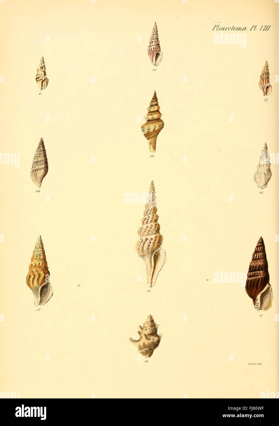 An illustrated work on the shells of mollusks, focusing on the species ...