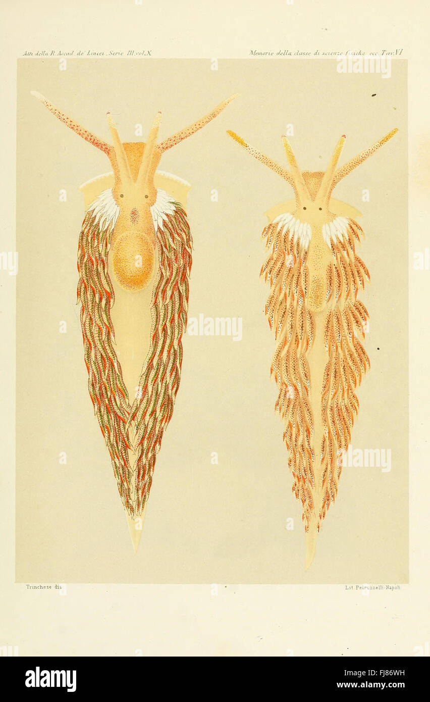 'Cölidae and allied families from the port of Genoa' detailing mollusks ...