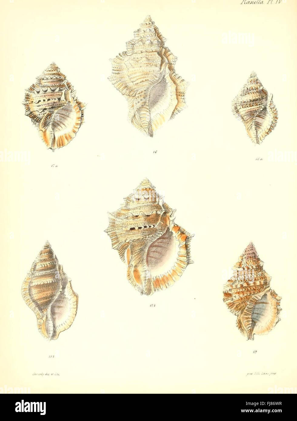 Illustration of the Ranella shell species from the Conchologia Iconica ...
