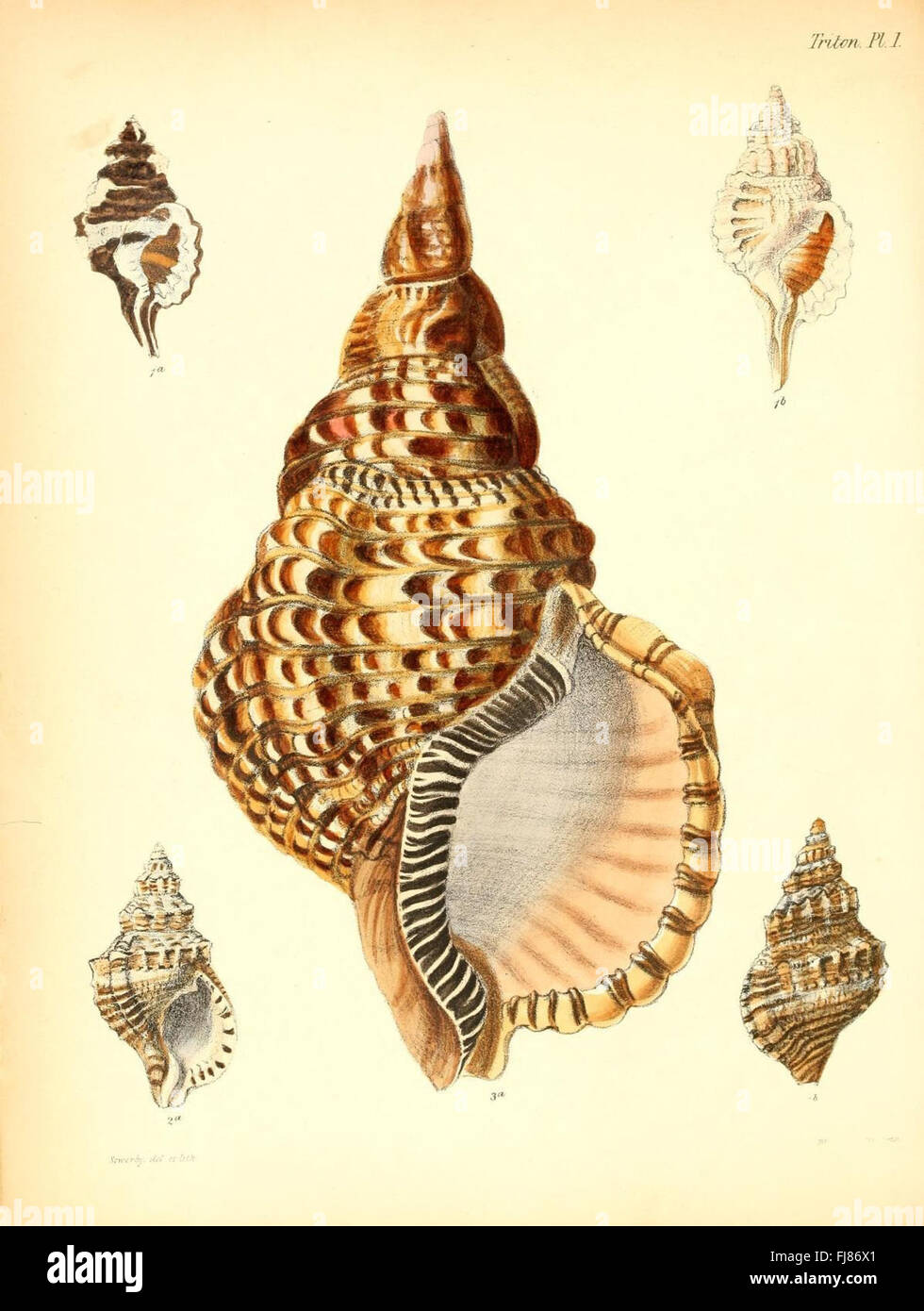 Conchologia Iconica (Triton, Plate 1) - A pictorial and taxonomic ...