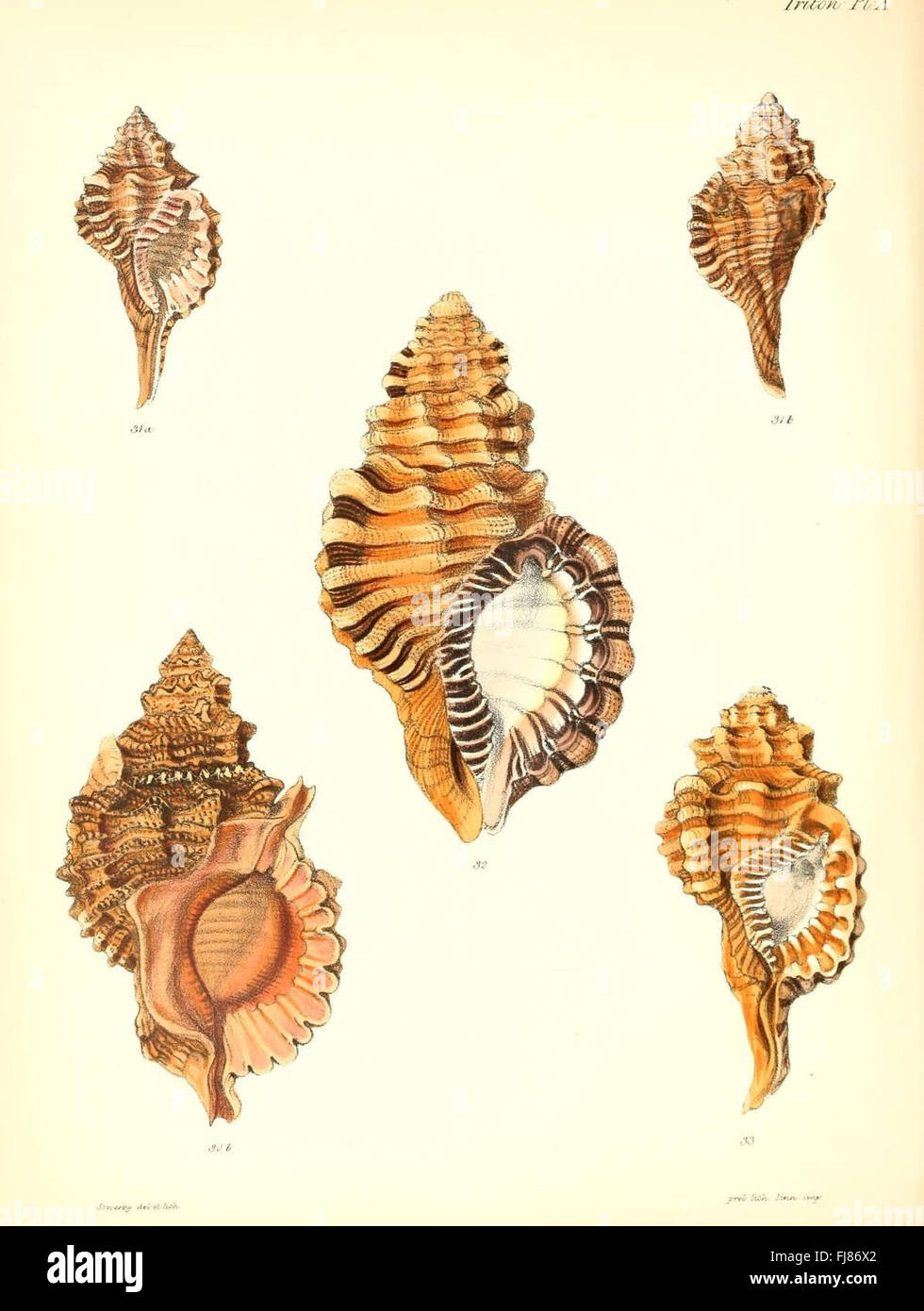 An illustration from *Conchologia Iconica*, showcasing mollusk shells ...