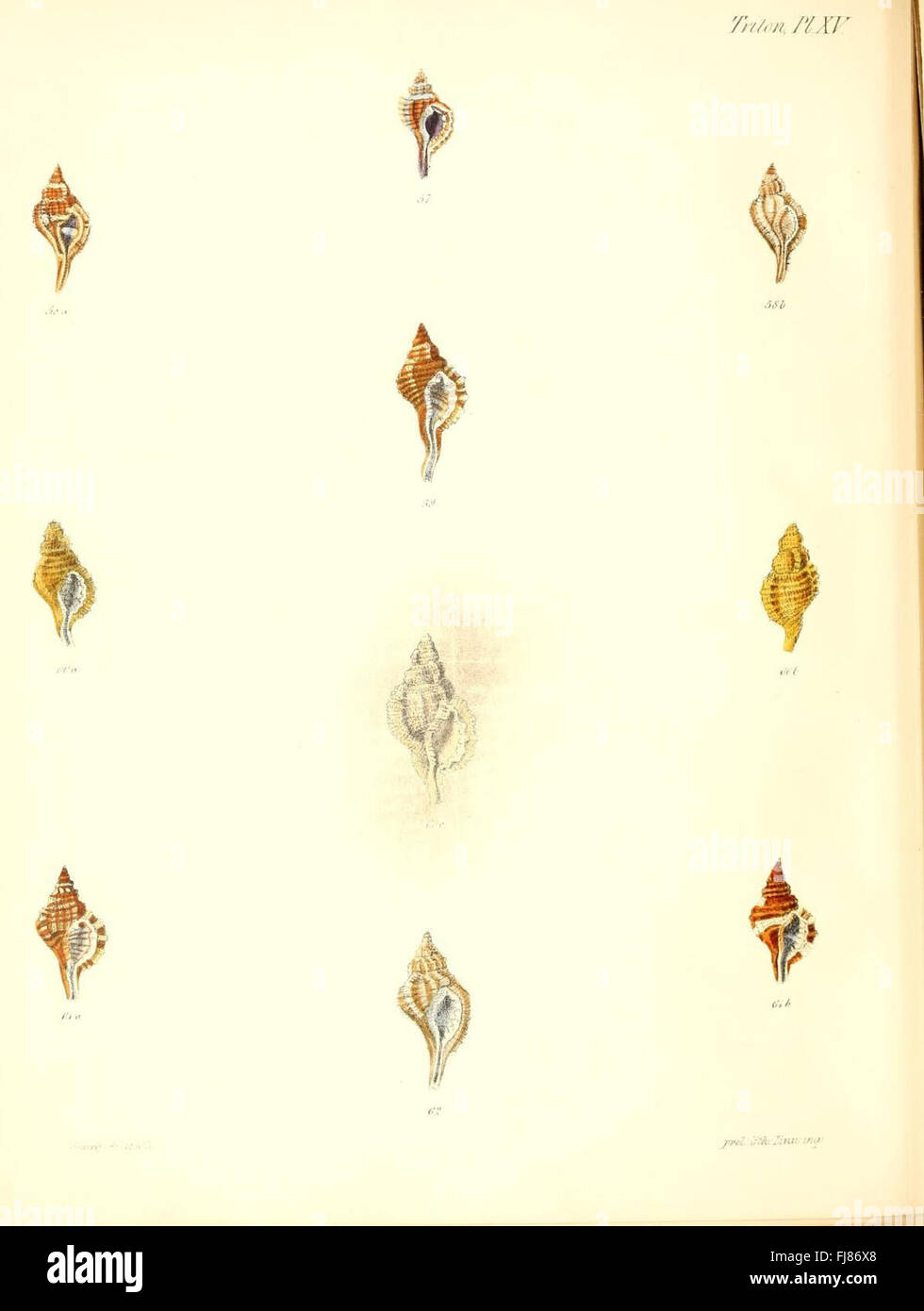 Conchologia iconica, or, Illustrations of the shells of molluscous ...