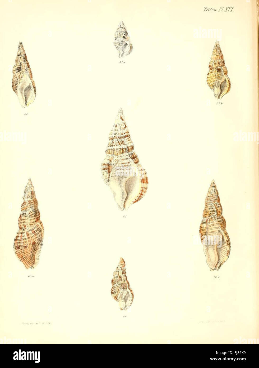 Conchologia iconica, or, Illustrations of the shells of molluscous ...