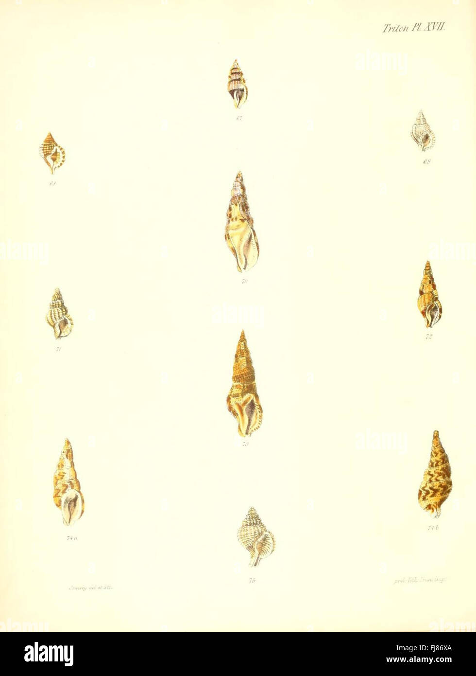 Conchologia Iconica, or, Illustrations of the Shells of Molluscous ...