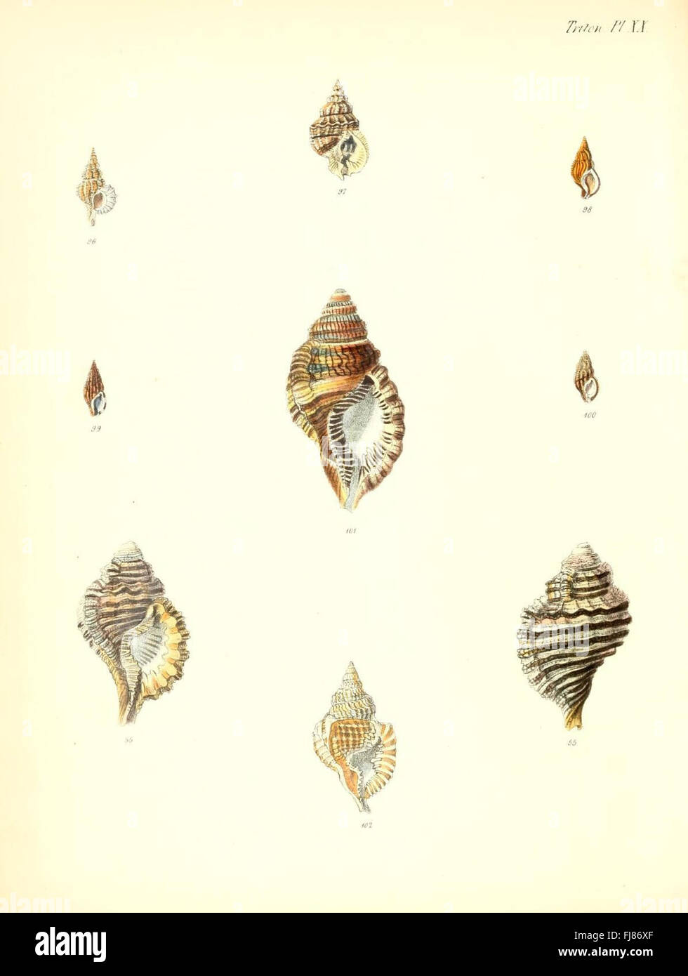 Conchologia Iconica, or, Illustrations of the Shells of Molluscous ...
