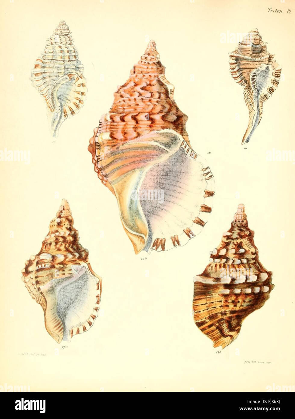 *Conchologia Iconica* showcases detailed scientific illustrations of Triton shells, contributing ...
