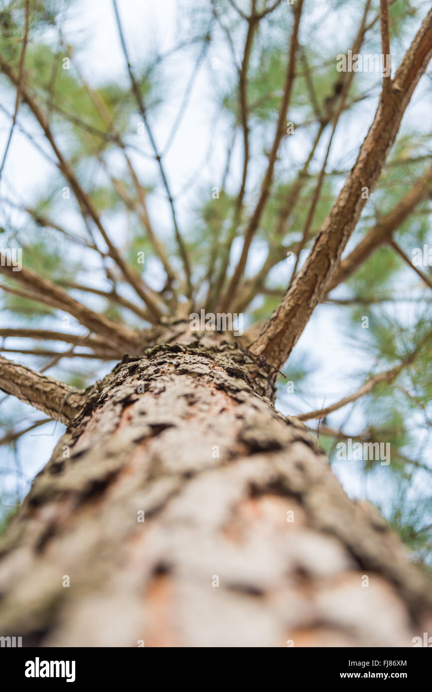 Under branch of pine tree with selective focus 2 Stock Photo - Alamy
