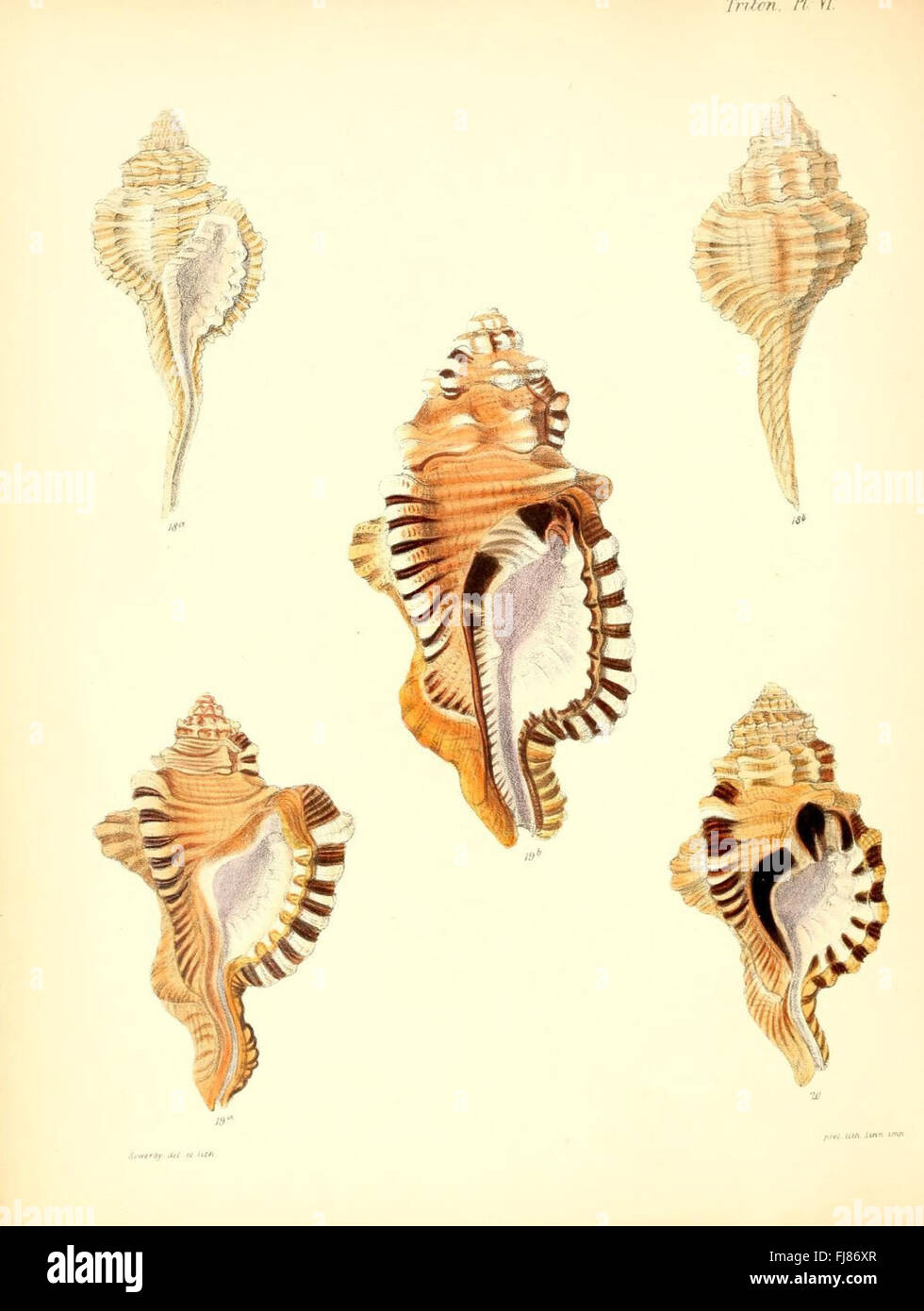 Rare conchology books hi-res stock photography and images - Alamy