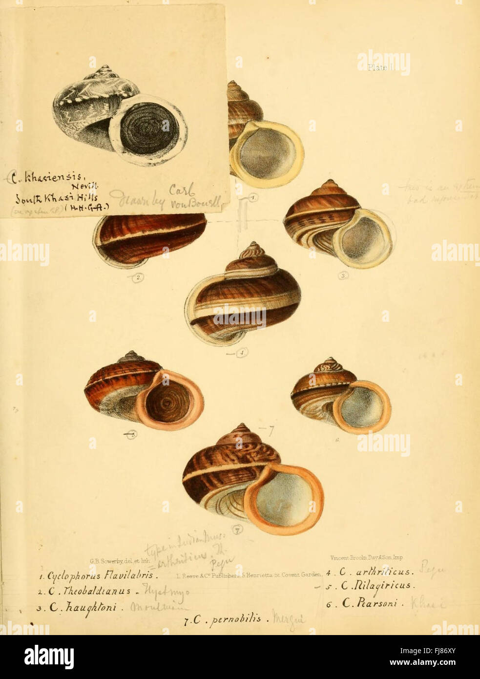 A detailed conchological study of shells from India, featuring ...