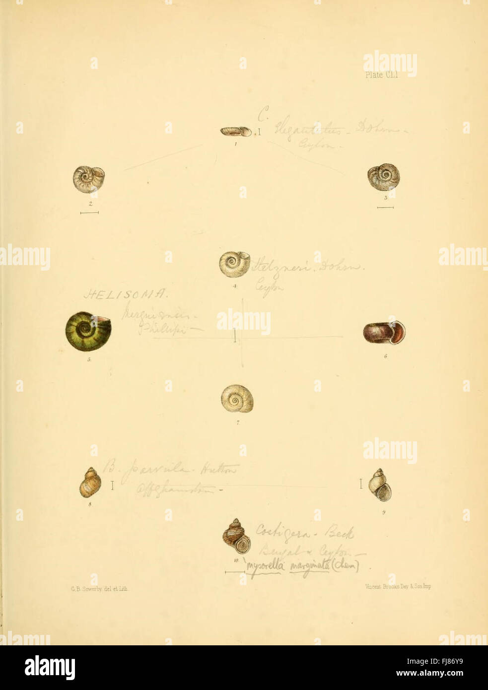 Mollusks, India, shells, marine life, conchology, species ...