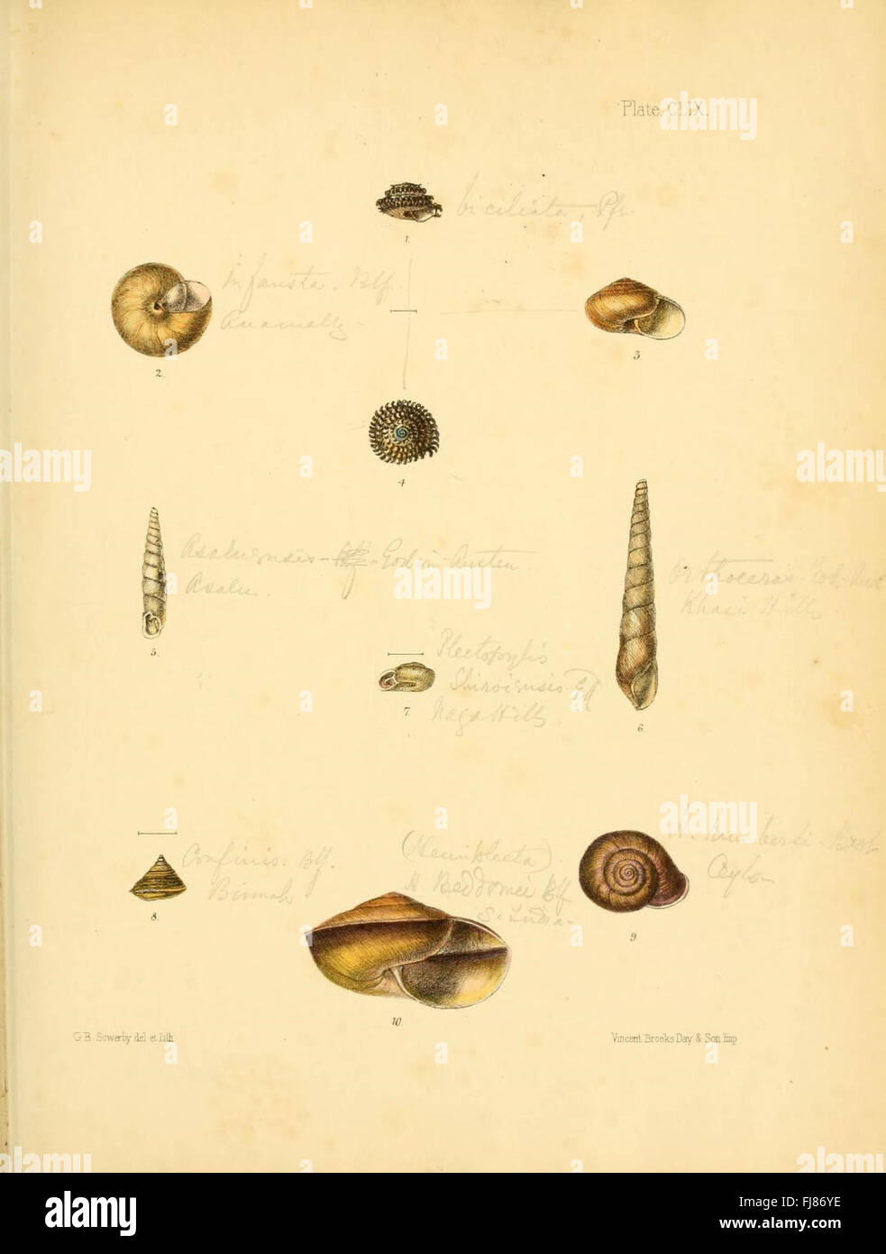 Conchologia Indica, Plate CLIX, Indian Mollusks, Shells, Harvard ...