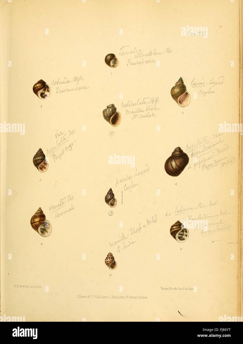 A comprehensive study of mollusks from India, with detailed ...