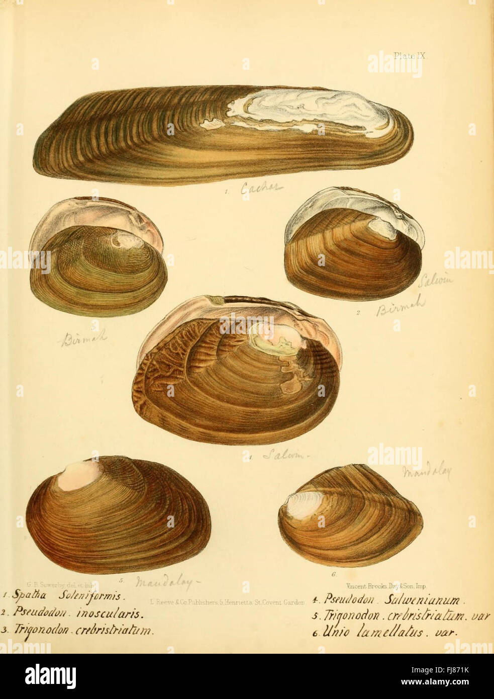 Conchologia indica (Plate IX Stock Photo - Alamy