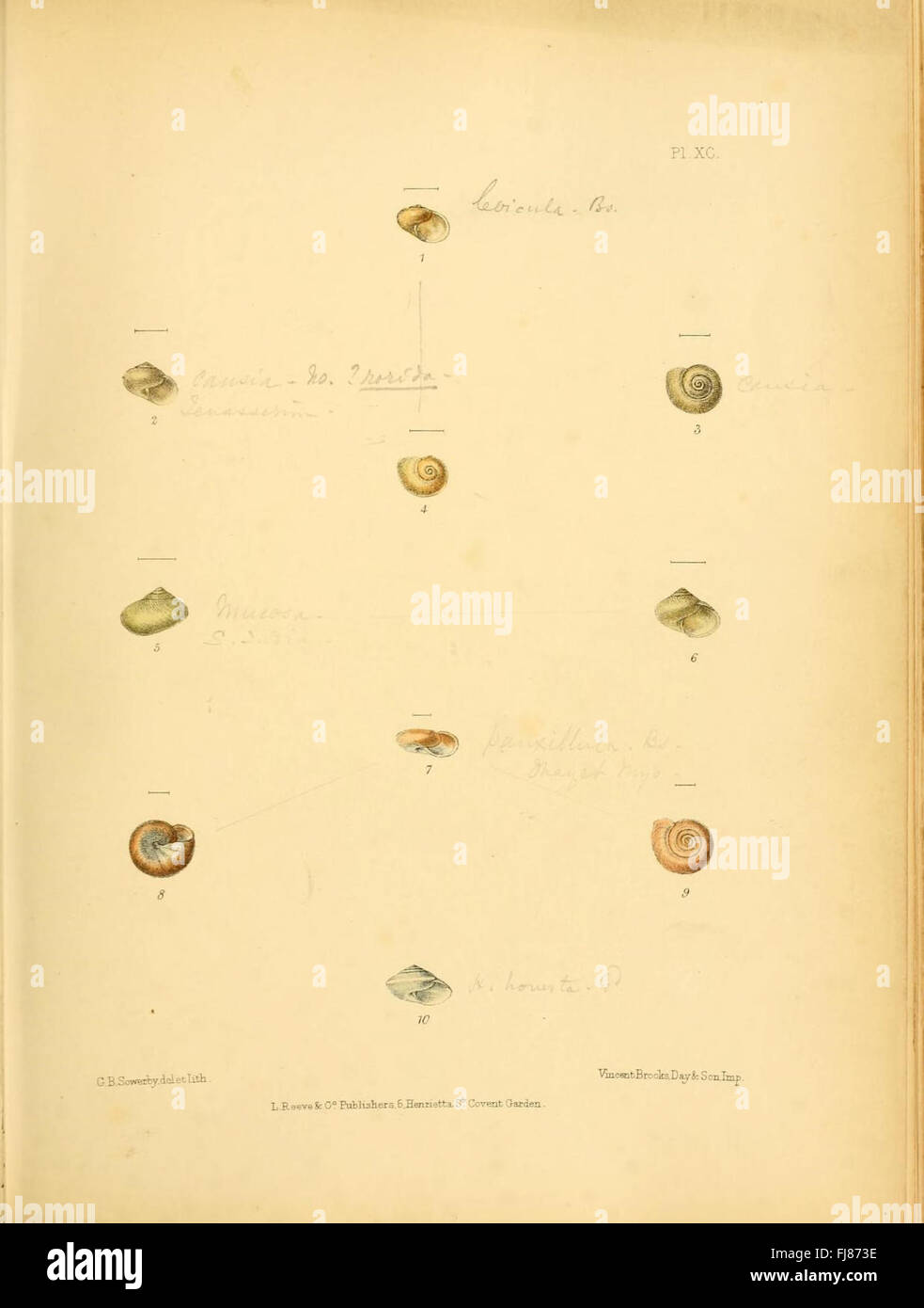 Conchologia Indica (Plate XC), Harvard University, MCZ, Ernst Mayr ...