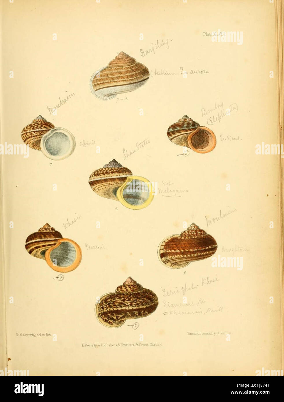 An illustration from 'Conchologia Indica', documenting the shells of ...