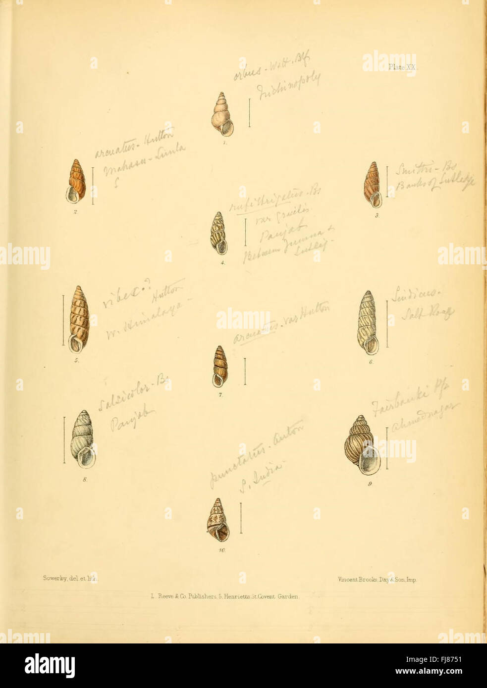 An illustrated work on the mollusks of India, with detailed depictions ...