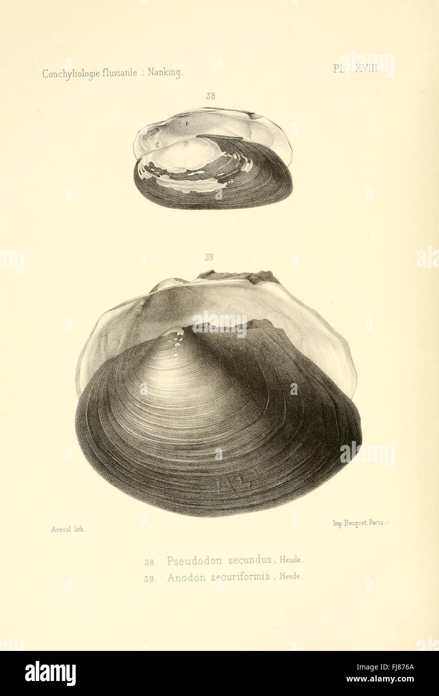 A study of freshwater mollusks in the Nanking and Central China regions ...